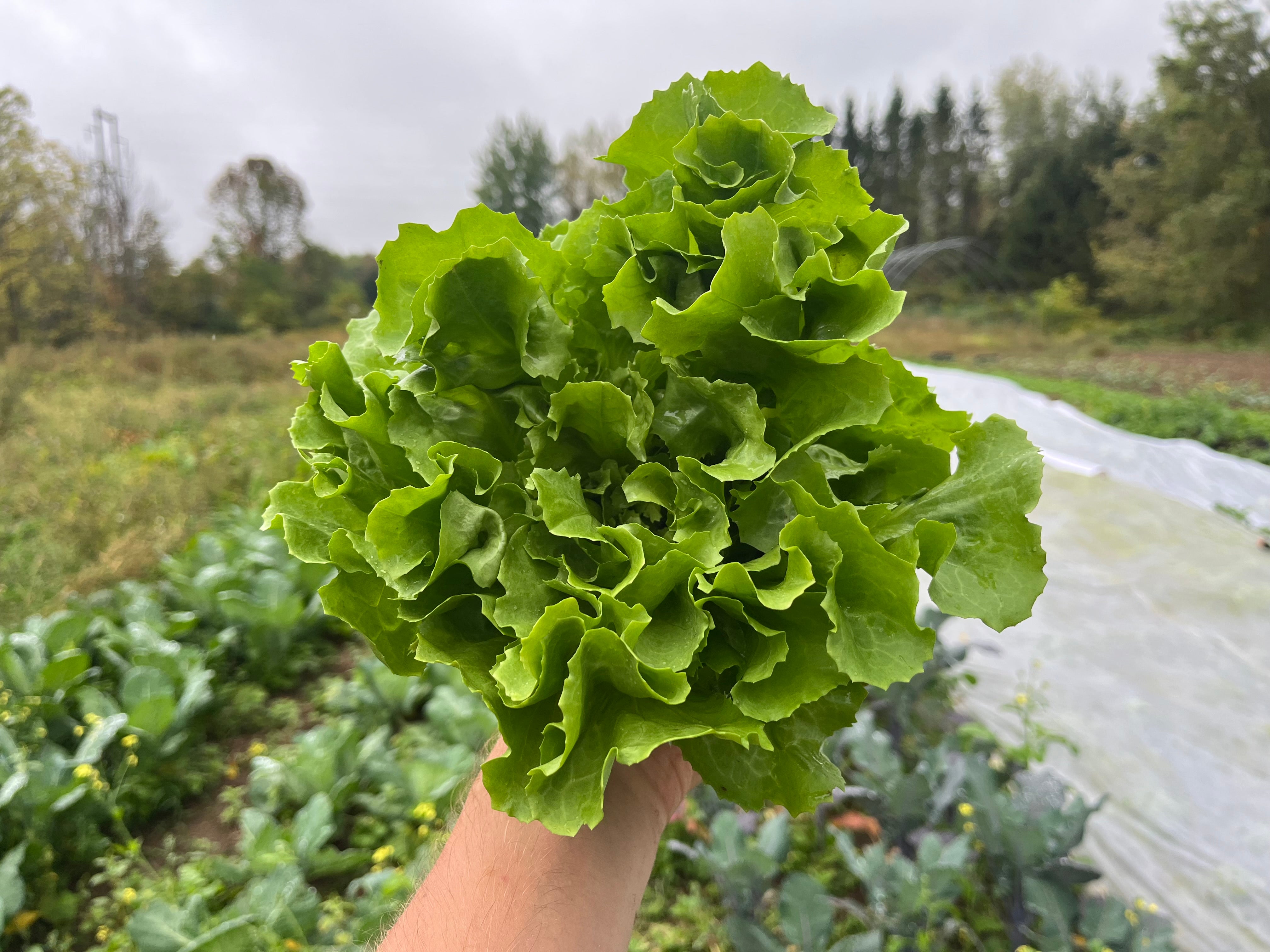 Escarole (1 head) – Westcott Vegetable Club